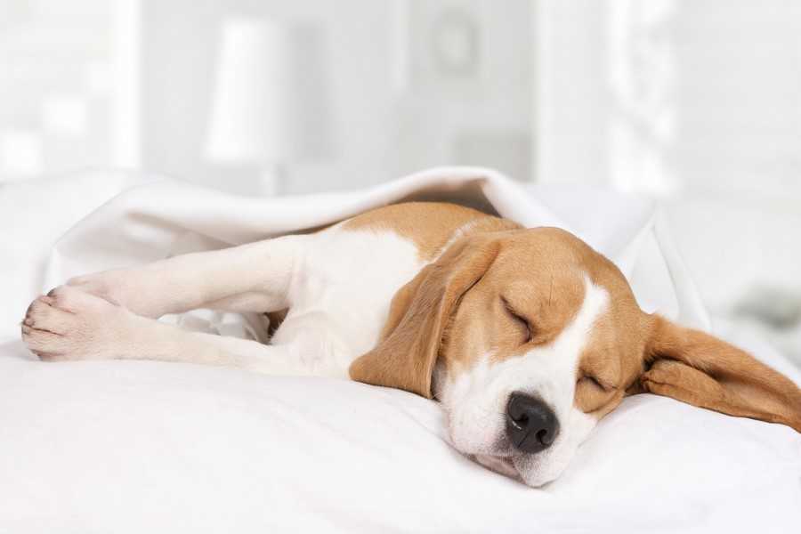 Why Does My Dog Snore? | puplister.com Why Does My Dog Snore? | puplister.com